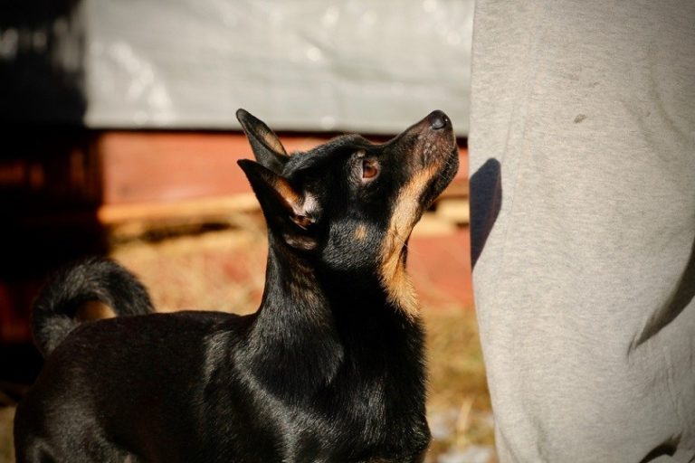 10 Dog Breeds With Short Legs (With Info & Pictures) | Hepper Pet Resources