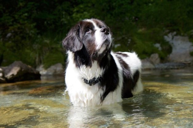 Landseer Dog (European Continental): Pictures, Info, Care Guide & More ...