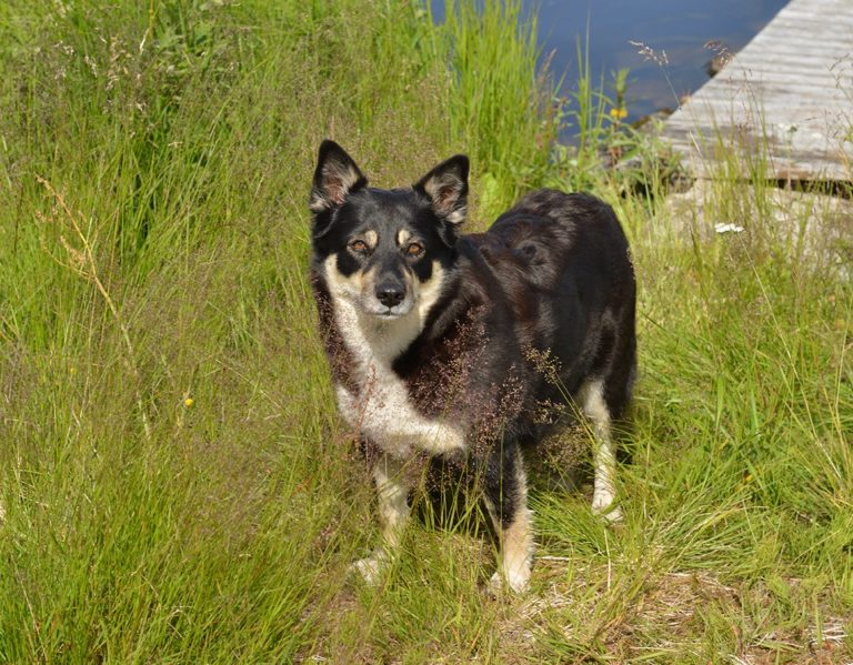 8 Finnish Dog Breeds: Native Breeds to Finland (With Info & Pictures ...