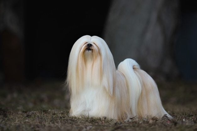 5 Lhasa Apso Haircuts (With Grooming Tips) | Hepper Pet Resources