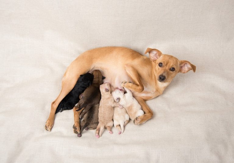 How to Tell if a Dog Is Going Into Labor: 10 Vet-Approved Signs ...