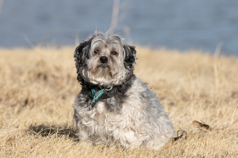 21 Tiny Dog Breeds That Stay Small Forever (With Info & Pictures ...