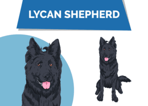 What Exactly Is a Lycan Shepherd? Breed Facts & History | Hepper Pet ...