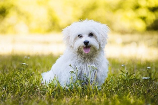 13 Most Popular Dog Breeds in Italy (With Info & Pictures) | Hepper Pet ...
