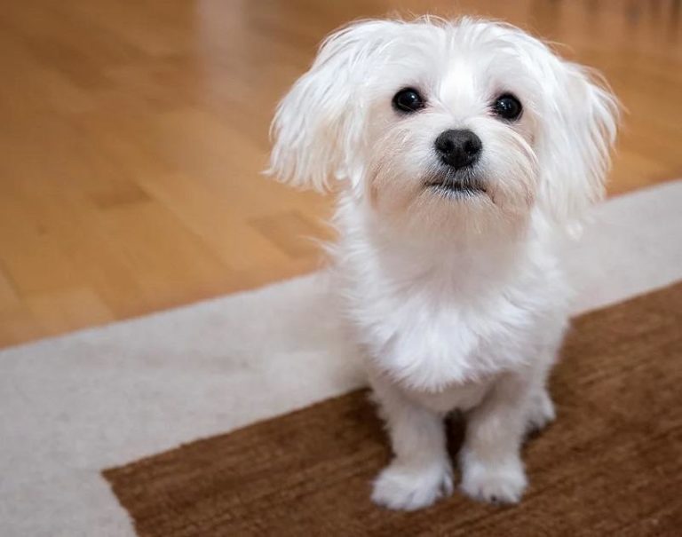 How to Train a Maltese: 12 Expert Tips | Hepper Pet Resources