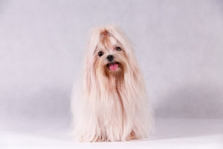 30 European Dog Breeds: A Complete Overview (With Info & Pictures ...