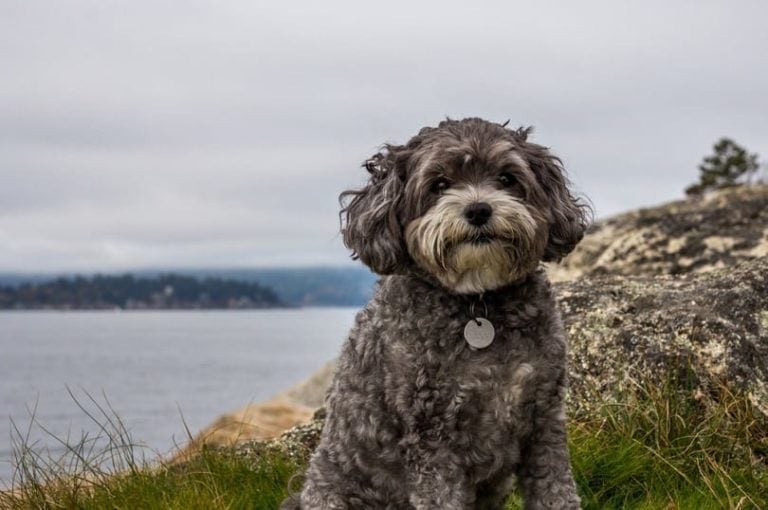 How Big Does a Maltipoo Get? Average Weight & Growth Chart | Hepper Pet ...