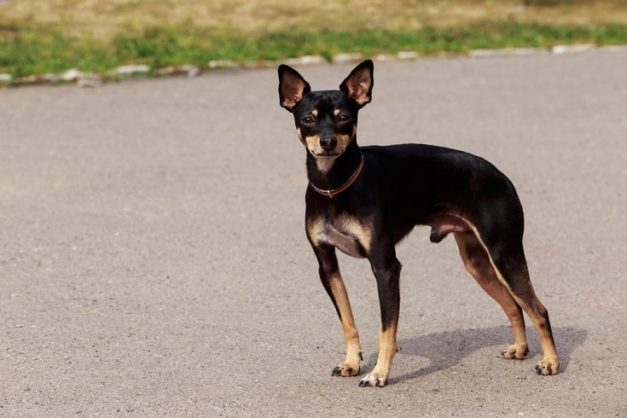 17 Long-Legged Dog Breeds (With Info & Pictures) | Hepper Pet Resources
