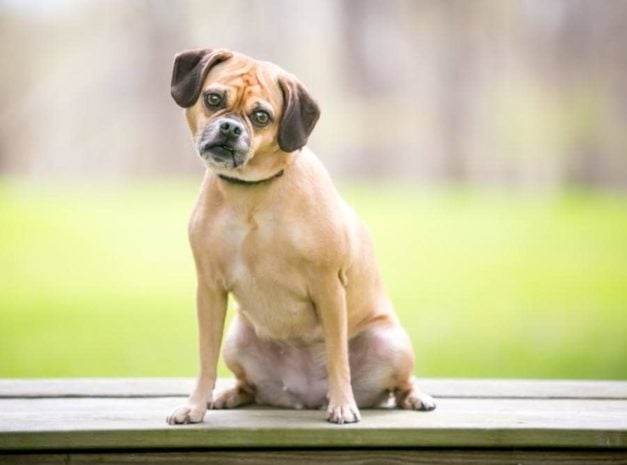 32 Pug Mixed Breeds (With Info & Pictures) | Hepper Pet Resources