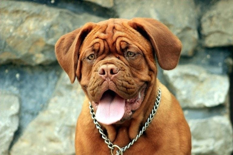 Are Mastiffs Aggressive? Temperament & Personality Traits | Hepper Pet ...