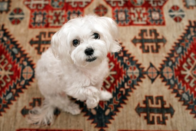 91 Dog Breeds that Start with M: A Complete List (with Info & Pictures ...