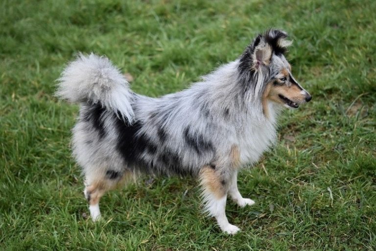 Top 11 Types of Cattle Dog Breeds: Info, Facts, Pictures & More ...