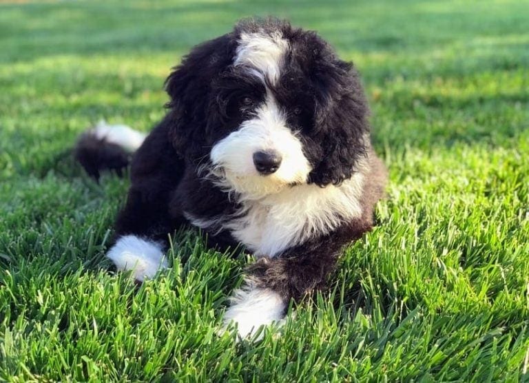 How Much Do Bernedoodles Cost? 2026 Price Update | Hepper Pet Resources
