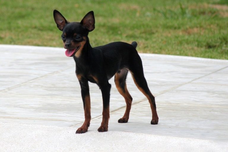 Mini Fox Pinscher (Miniature Pinscher & Mini Fox Terrier Mix): Info ...