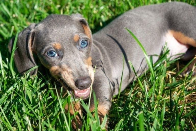 Miniature Dachshund Dog Breed: Info, Pictures, Care & More | Hepper Pet ...