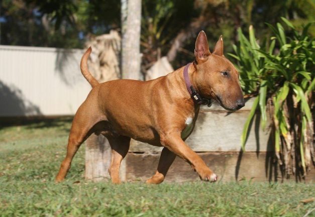 10 Dog Breeds With Short Legs (With Info & Pictures) | Hepper Pet Resources