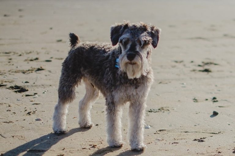 How Big Does a Miniature Schnauzer Get? (With Growth & Weight Chart ...