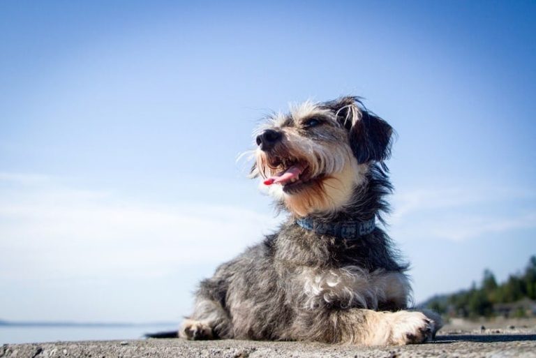 91 Dog Breeds that Start with M: A Complete List (with Info & Pictures ...