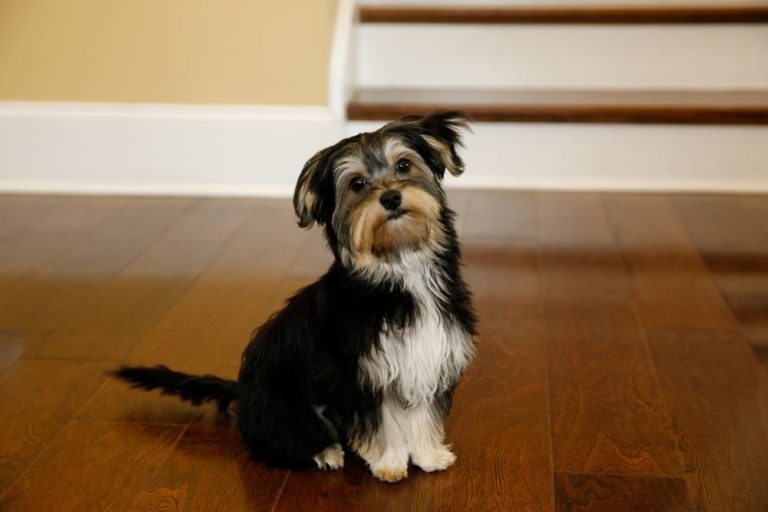 21 Terrier Mixed Breeds: An Overview (With Info & Pictures) | Hepper ...