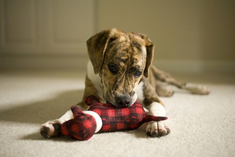 Feist Dog: Info, Pictures, Characteristics & Facts | Hepper Pet Resources