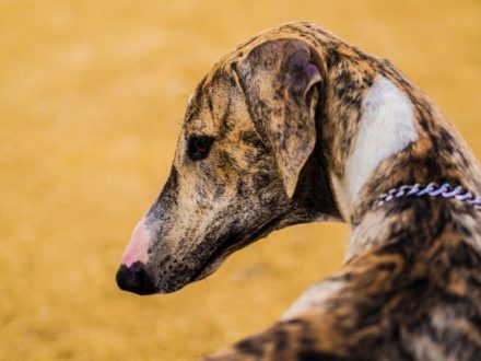 11 Indian Dog Breeds (With Info & Pictures) | Hepper Pet Resources