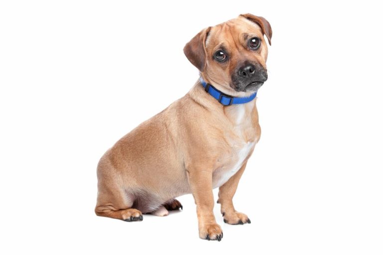 91 Dog Breeds that Start with M: A Complete List (with Info & Pictures ...