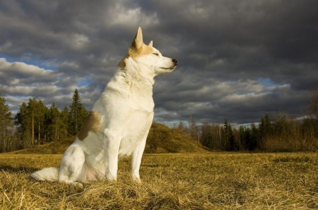 7 Finnish Dog Breeds: Native Breeds to Finland (With Info & Pictures ...