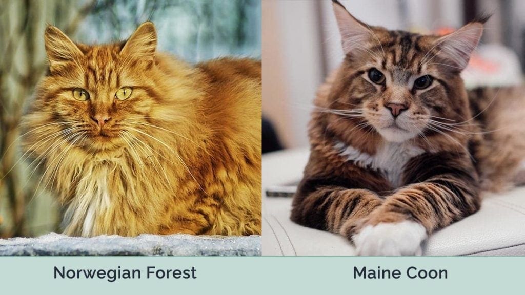 Mesmerizing Norwegian Forest Cat Vs Maine Coon Photos