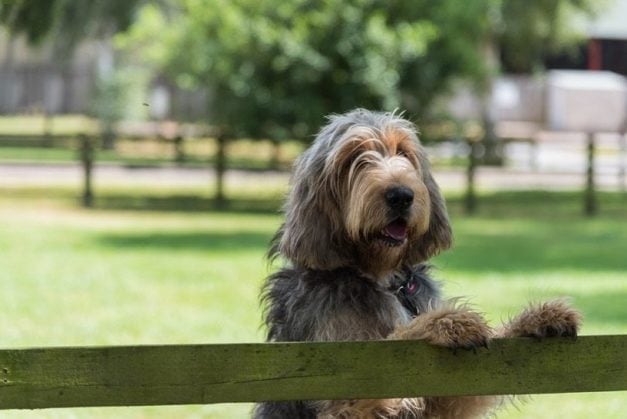 10 Different Types of Dog Fences (with Pictures) | Hepper Pet Resources
