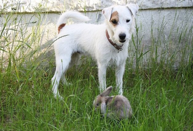 31 English Dog Breeds: Dogs Native to England (With Info & Pictures ...