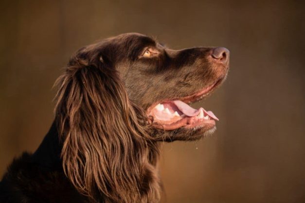 German Longhaired Pointer: Dog Breed Info, Pictures & Facts | Hepper ...