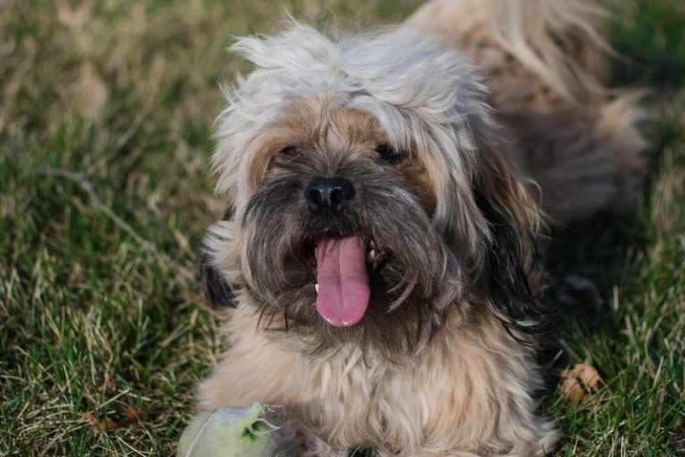 59 Dog Breeds that Start with P – Complete List (With Info & Pictures ...