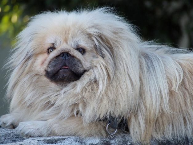 15 Dog Breeds With Dreadlocks: Info, History, Pictures & Facts | Hepper ...