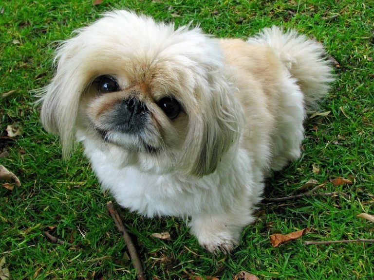 22 Asian Dog Breeds (With Info & Pictures) (With Pictures) | Hepper Pet ...