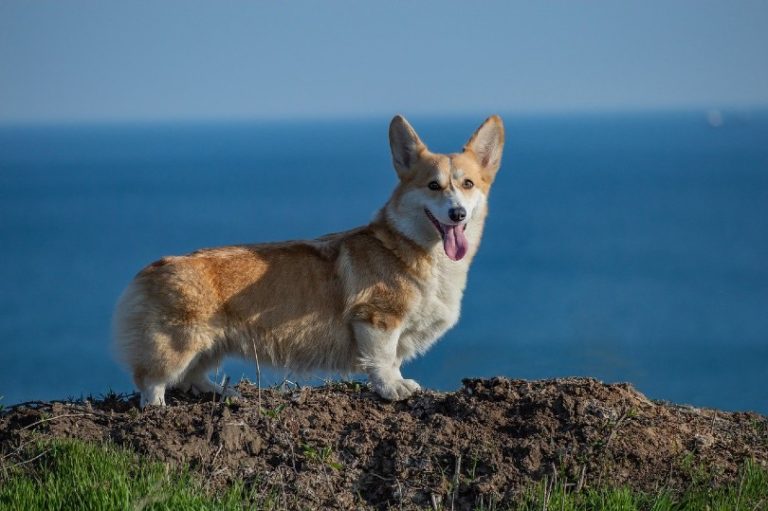 59 Dog Breeds that Start with P – Complete List (With Info & Pictures ...