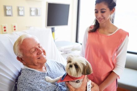 Do Therapy Dogs in Hospitals Help Patients? What Does Science Say ...