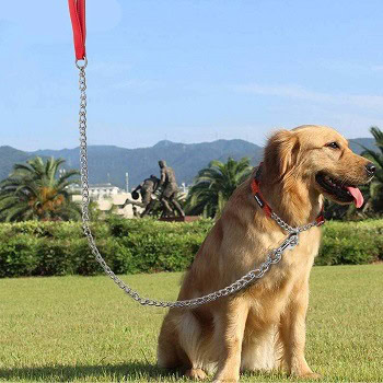 10 Best Dog Leashes for Puppies of 2026 - Reviews & Top Picks | Hepper ...