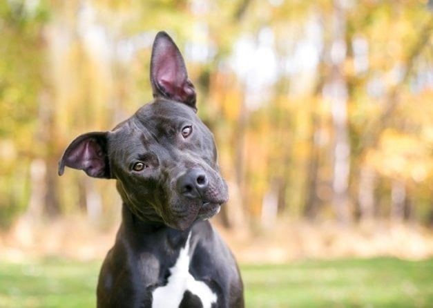 14 Most Popular Dog Breeds in California (2026 Update) | Hepper Pet ...