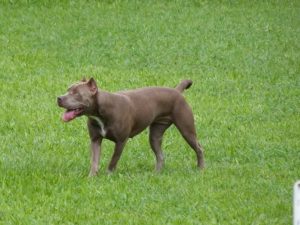 How Fast Can a Pitbull Run? Breed Characteristics & Speed Comparison ...