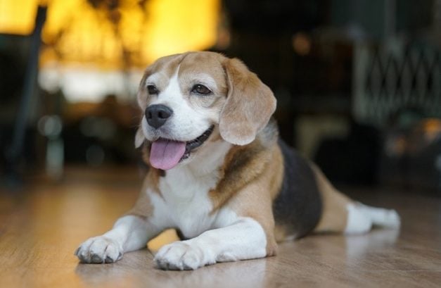 Pocket Beagle Dog Breed: Info, Pictures, Traits & More | Hepper Pet ...