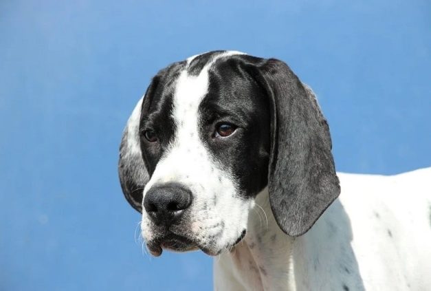 Pointer Dog Breed: Info, Pictures, Characteristics & Facts | Hepper Pet ...