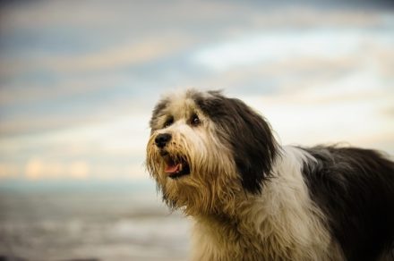 15 Shaggy Dog Breeds: Info, Pictures & Facts | Hepper Pet Resources
