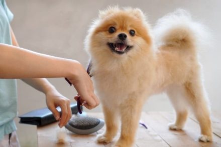 24 Pomeranian Haircuts & Grooming Styles in 2026 (With Pictures ...