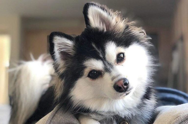 20 Dog Breeds That Look Like Puppies Forever (With Info & Pictures ...