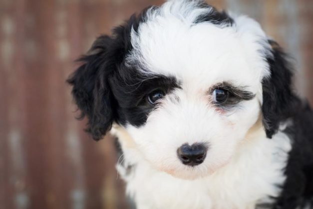 Chi-Chi (Chinese Crested & Chihuahua Mix): Info, Pictures ...