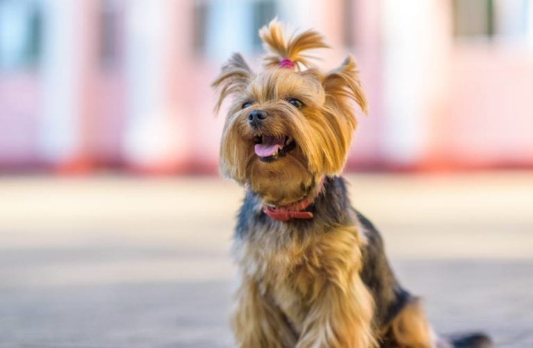 25 Yorkie Mixed Breeds (With Info & Pictures) | Hepper Pet Resources