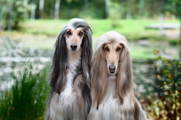 Top 15 Long-Haired Dog Breeds (With Info & Pictures) | Hepper Pet Resources