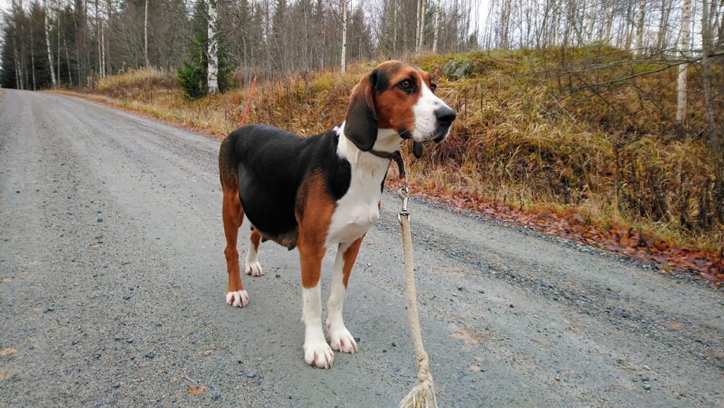 8 Finnish Dog Breeds: Native Breeds to Finland (With Info & Pictures ...