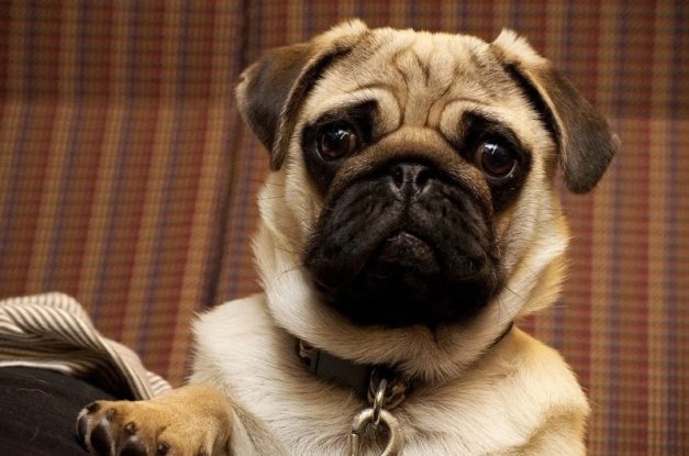 24 Incredible Pug Facts You'll Love to Learn | Hepper Pet Resources