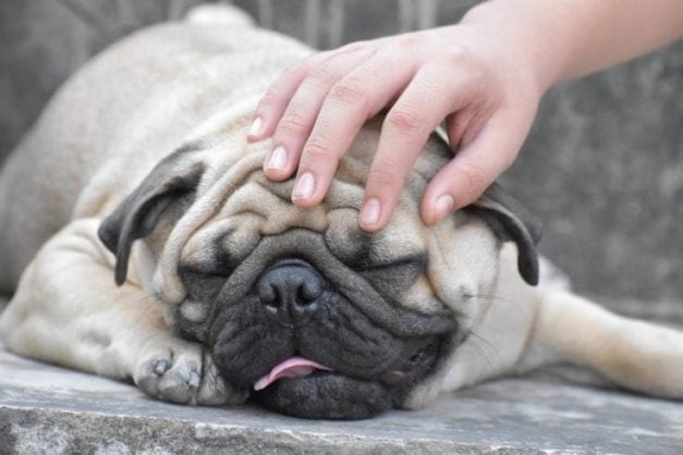 25 Unhealthiest Dog Breeds (With the Most Health Issues): Vet-Reviewed ...